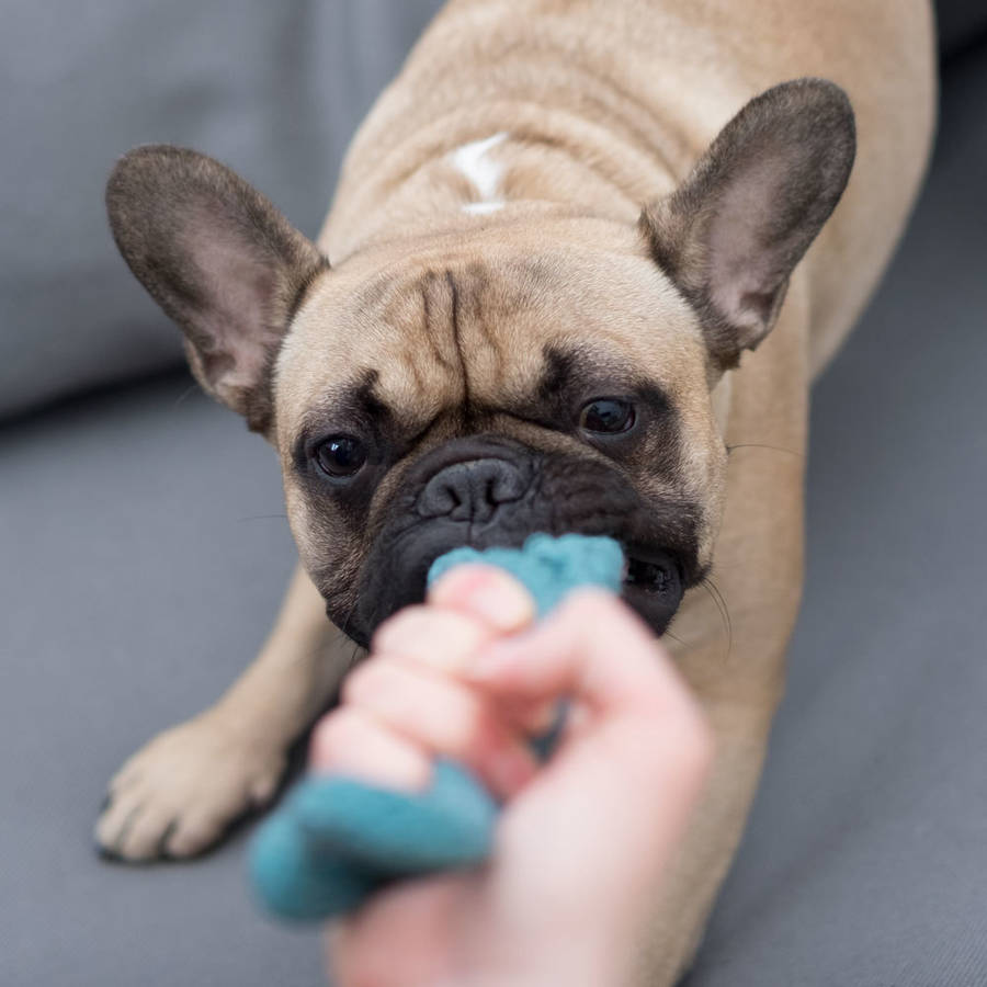 Tug Of War Dog Toy By Jolie Design Notonthehighstreet