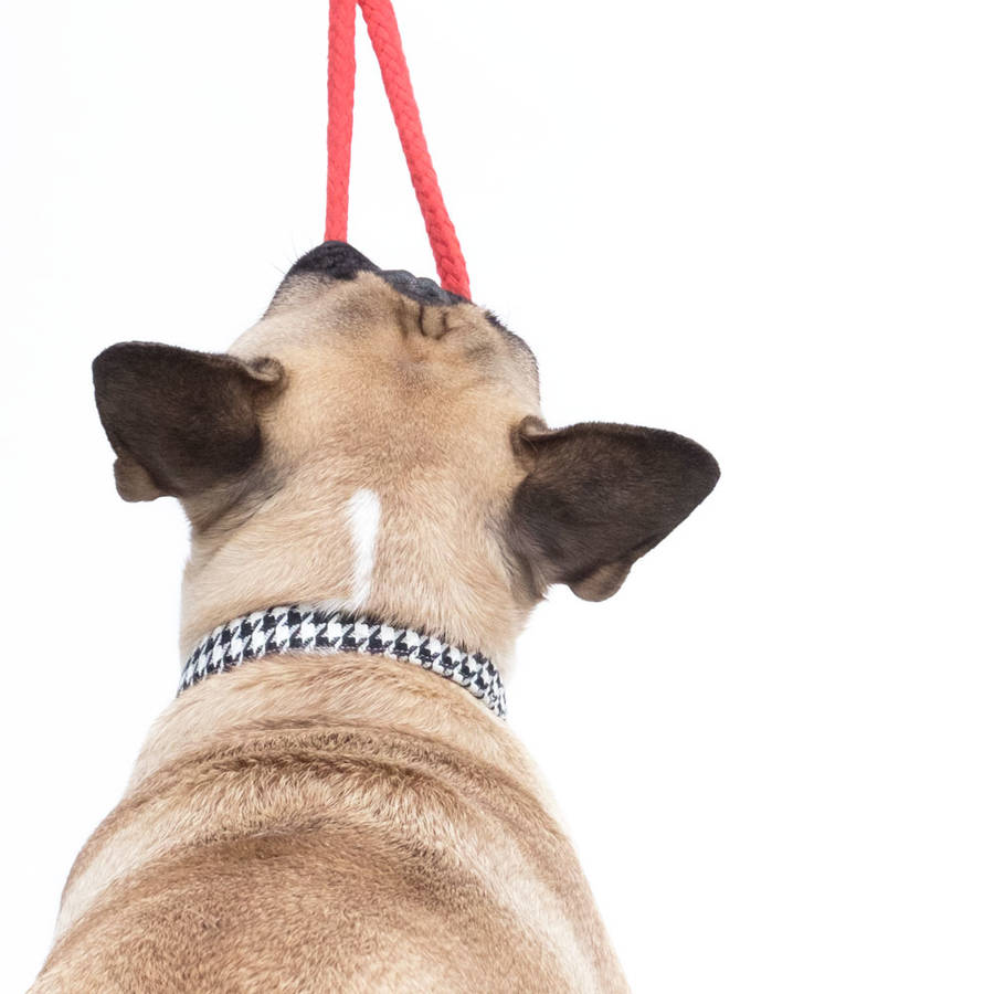 Tug Of War Dog Toy By Jolie Design Notonthehighstreet