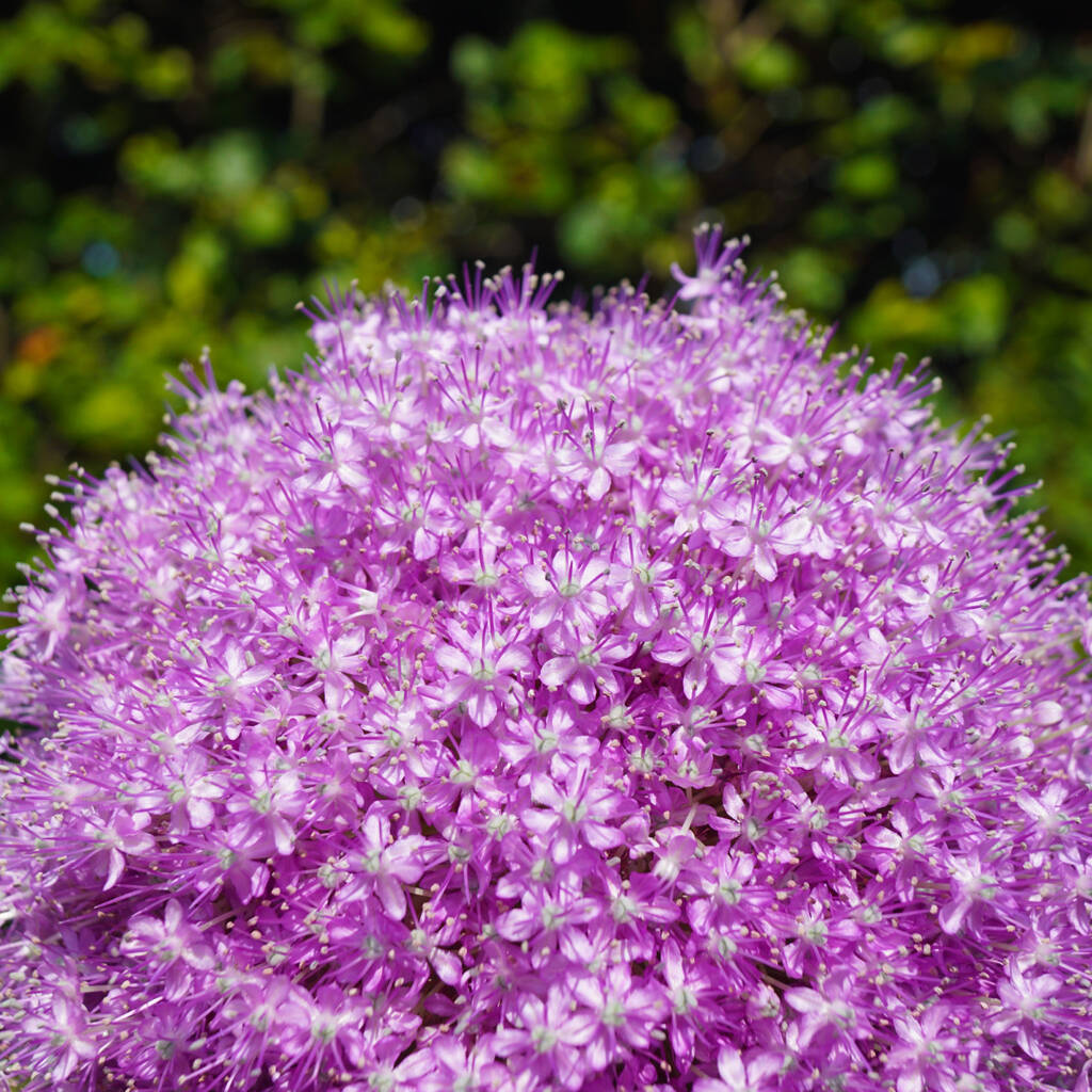 Spring Bulbs Allium 'Globemaster' 48 X Bulb Pack By Acqua Garden