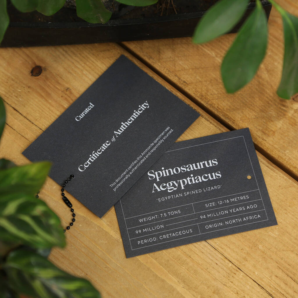 Spinosaurus Vertebra And Watercolour Illustration Box Frame Real ...