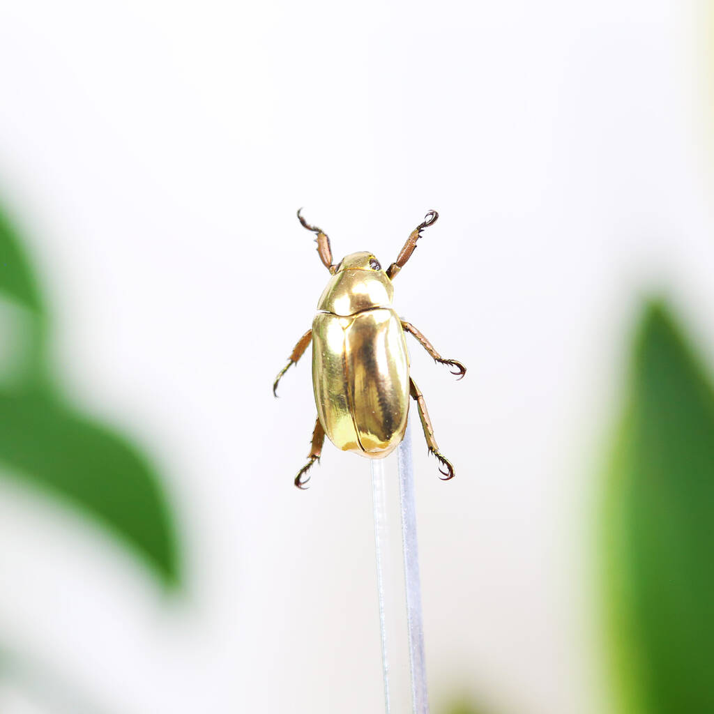 Golden Jewel Scarab Beetle Bell Jar By Curated Studio