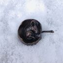 Miniature Bronze Mouse Sculpture 8th Anniversary Gift By Ginger Rose ...