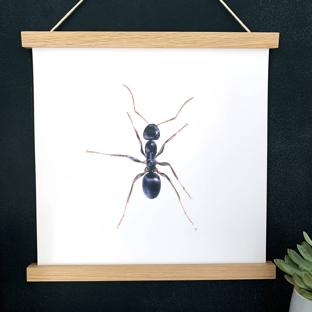 Illustrated Ant Print By Little Blue Zebra | notonthehighstreet.com