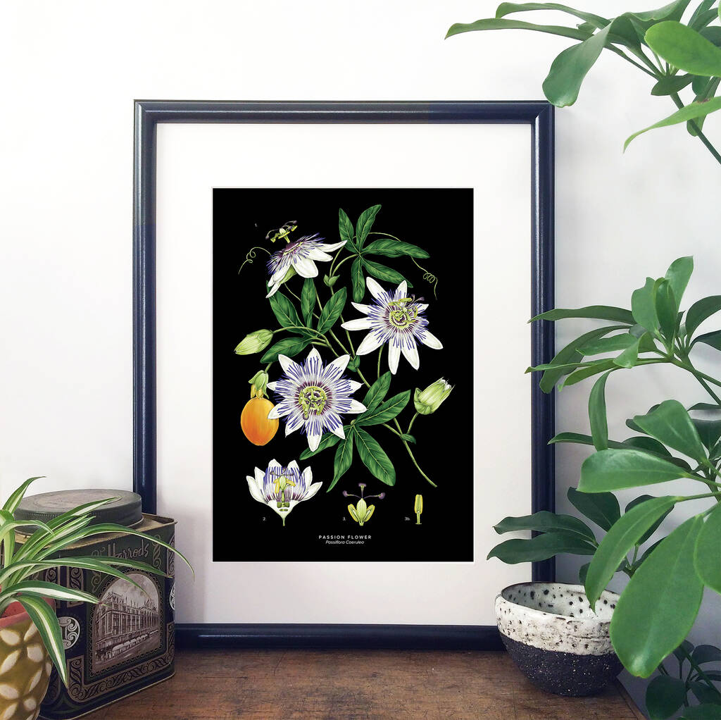 Passion Flower Black, Botanical Art Print By Catherine Lewis Design ...