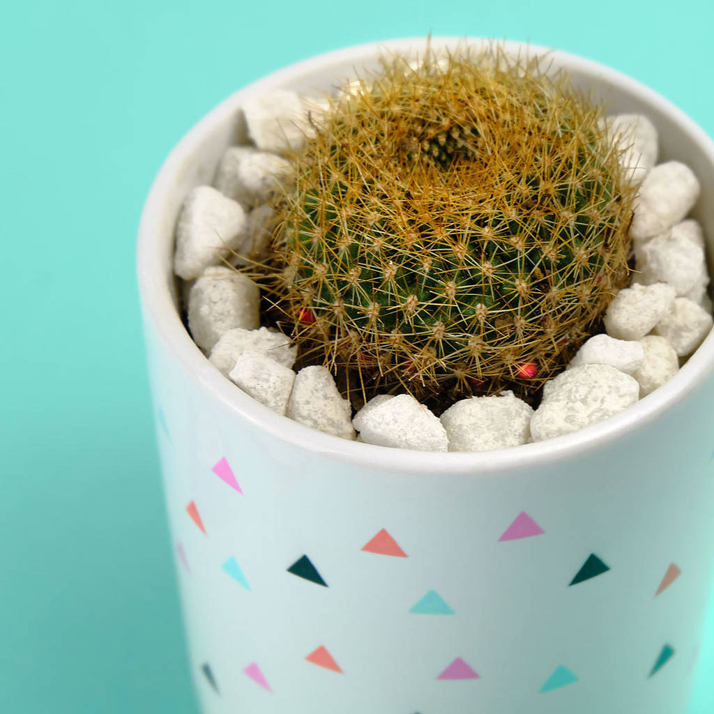 stepmum thanks for making dad happy cactus plant pot by paper plane ...