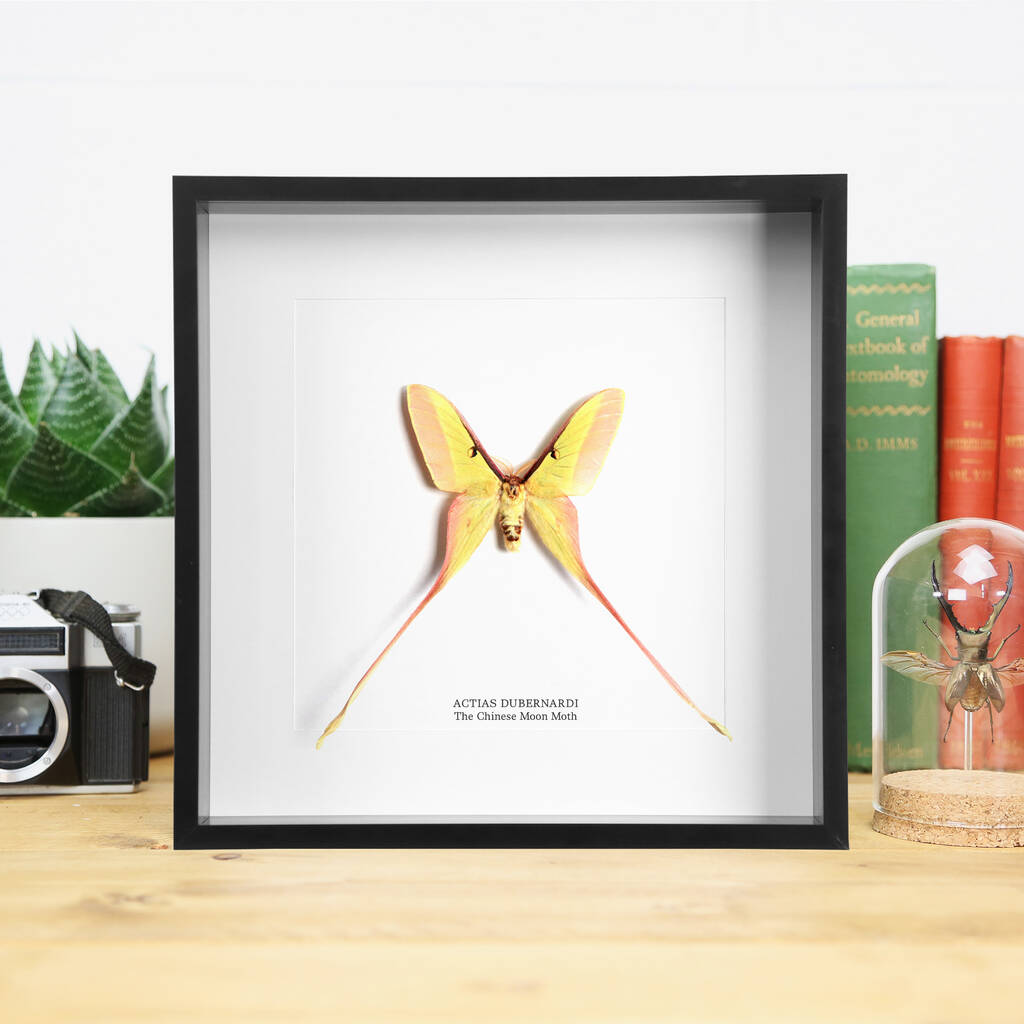 Chinese Moon Moth Butterfly Handcrafted Frame By Curated Studio