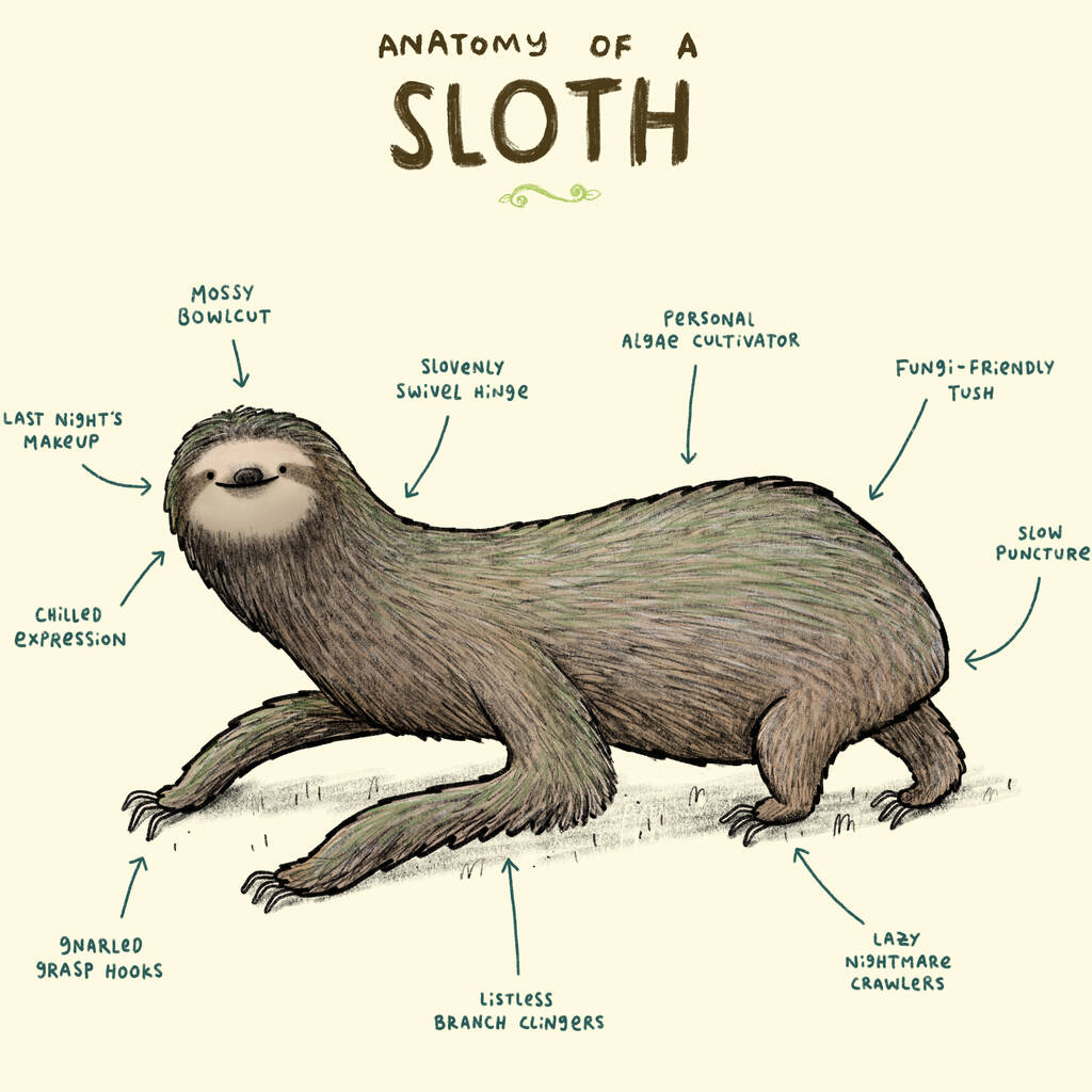 Body Parts Of A Sloth At George Hodge Blog