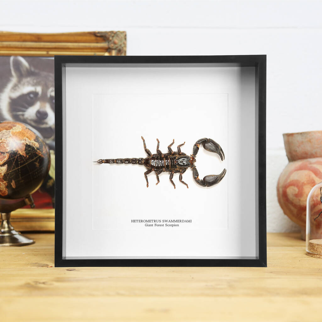 Giant Forest Scorpion Handcrafted Frame By Curated Studio