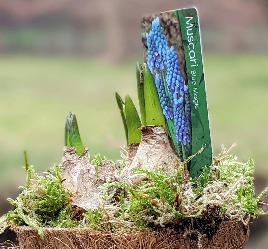 Spring Bulbs Zinc Planter Gift By The Danes | notonthehighstreet.com