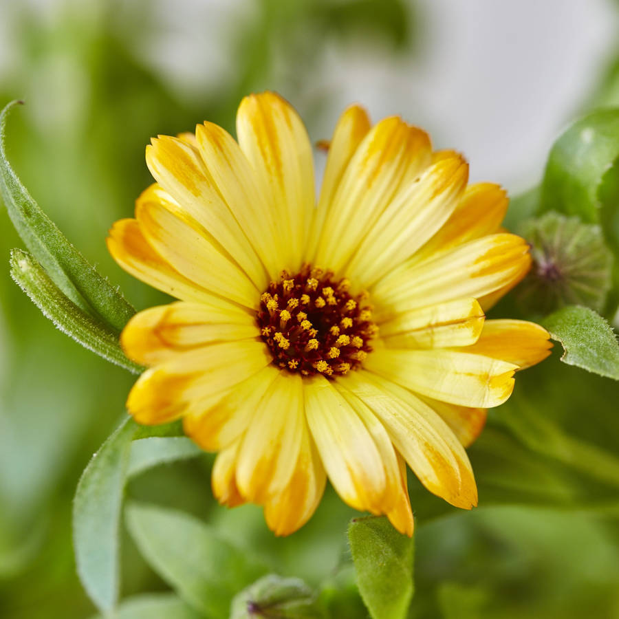 Grow Your Own Golden Wedding Anniversary Gift By The Gluttonous 
