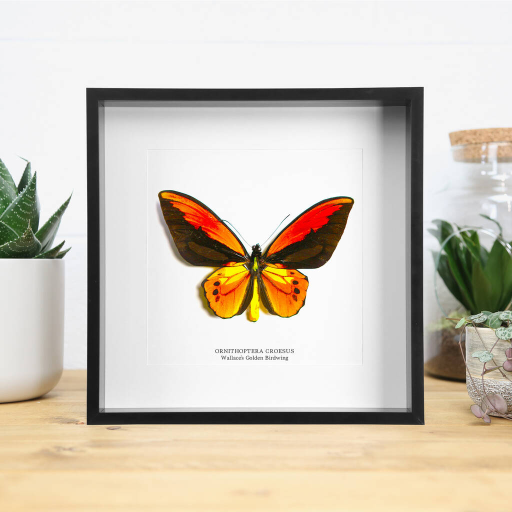 Wallace's Golden Birdwing Butterfly Handcrafted Frame By Curated Studio