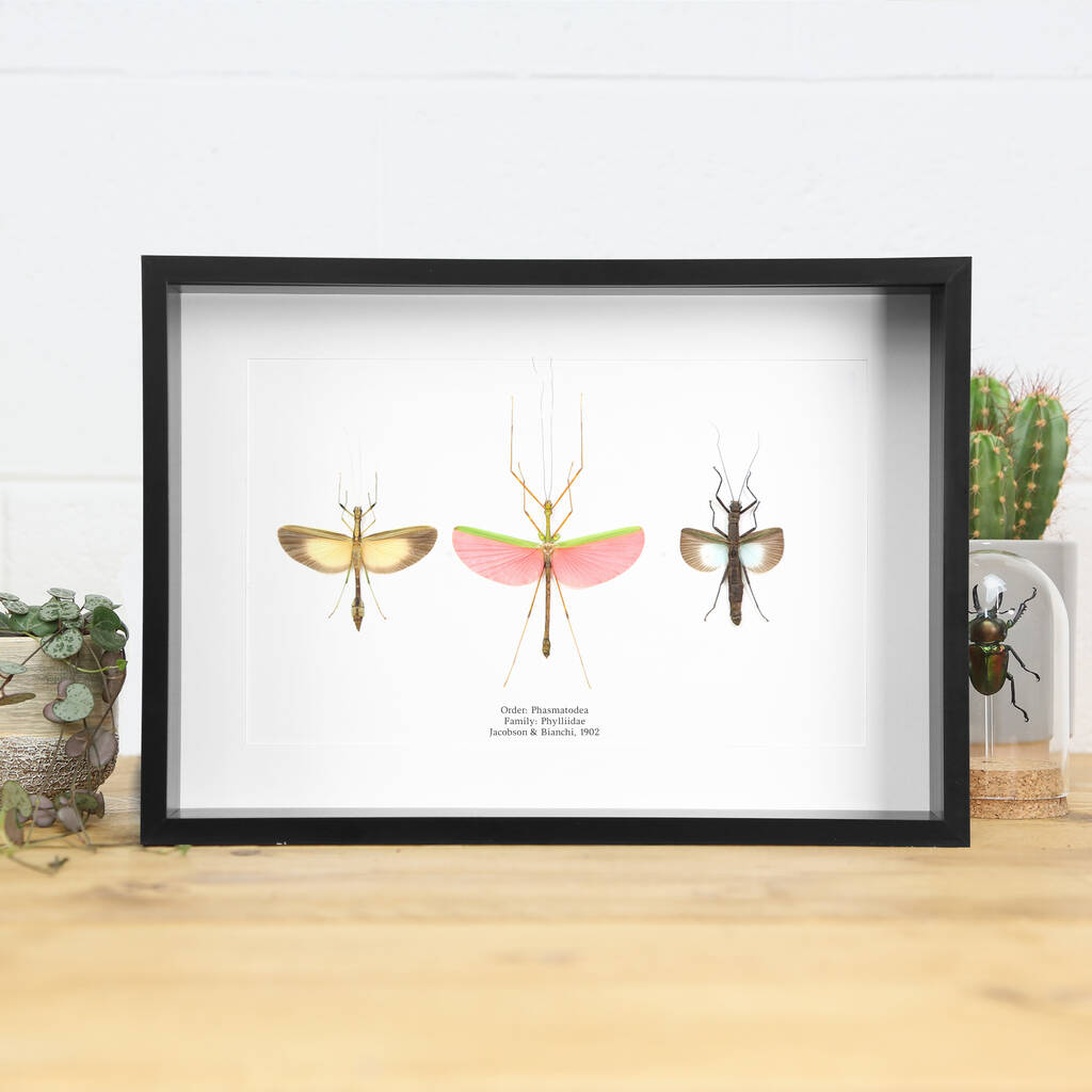 Deimatism In Stick Insects Handcrafted Frame By Curated Studio