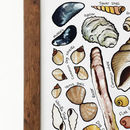seashells of britain wildlife collection print by alexia claire ...