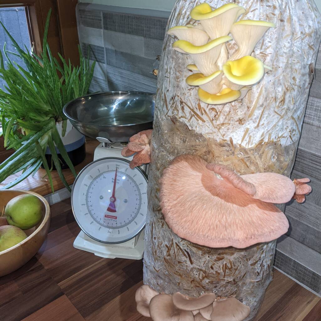 Mixed Straw Log By Foragers Table