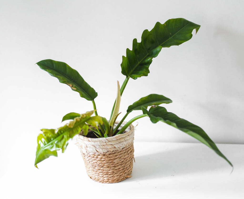 Houseplant Philodendron 'Narrow Escape' In A 15cm Pot By Acqua Garden