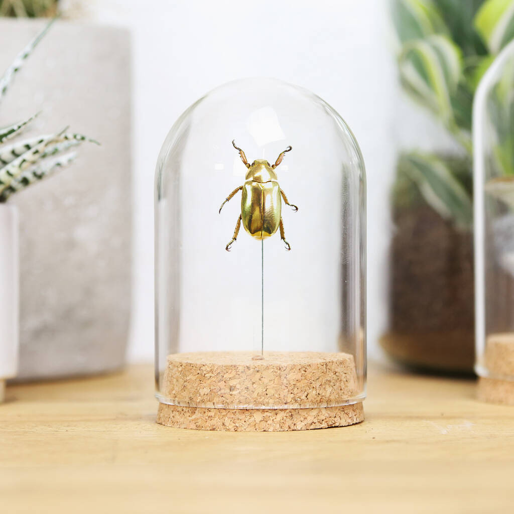 Golden Jewel Scarab Beetle Bell Jar By Curated Studio