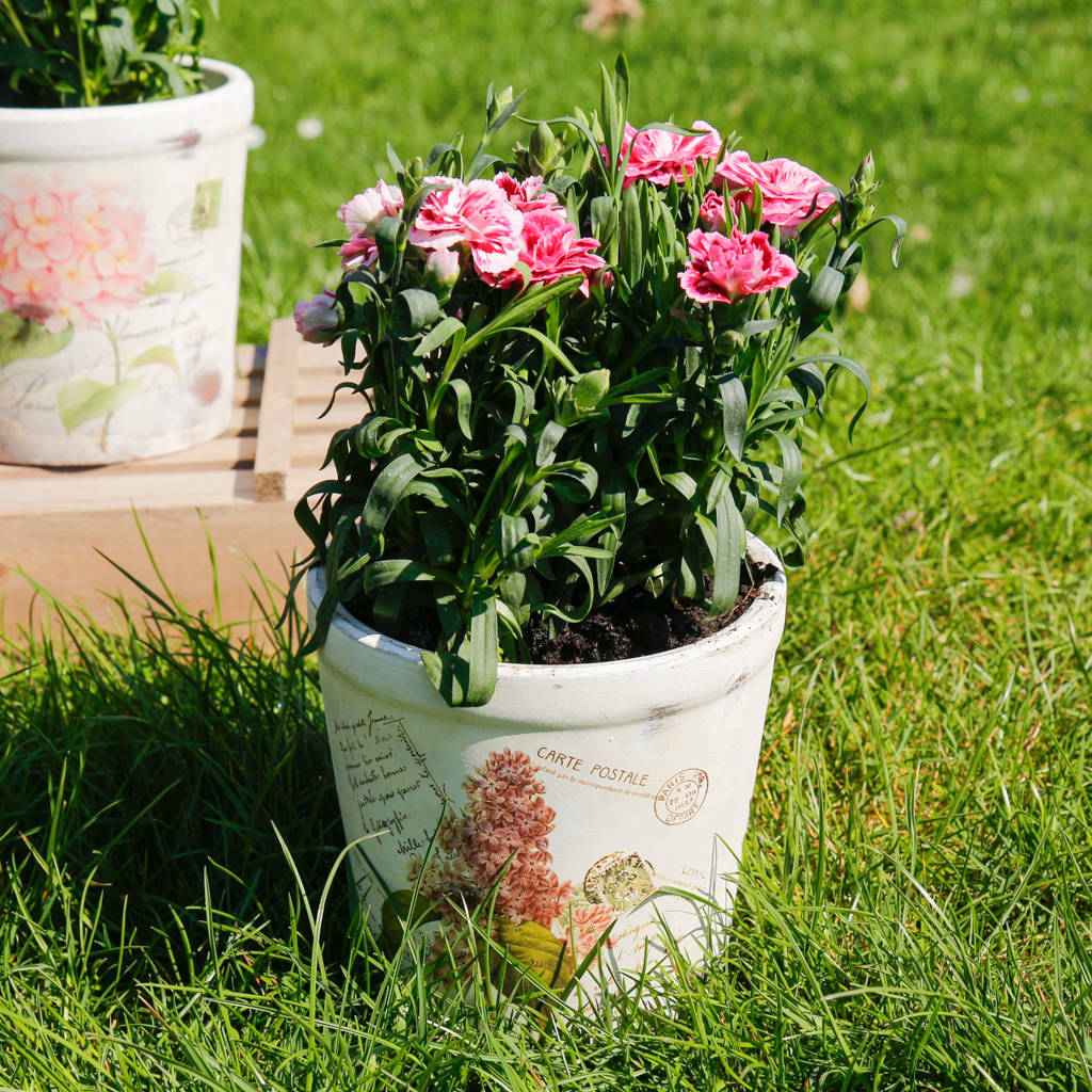 set of three botanical rose plant pots by dibor | notonthehighstreet.com
