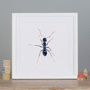 illustrated ant print by little blue zebra | notonthehighstreet.com