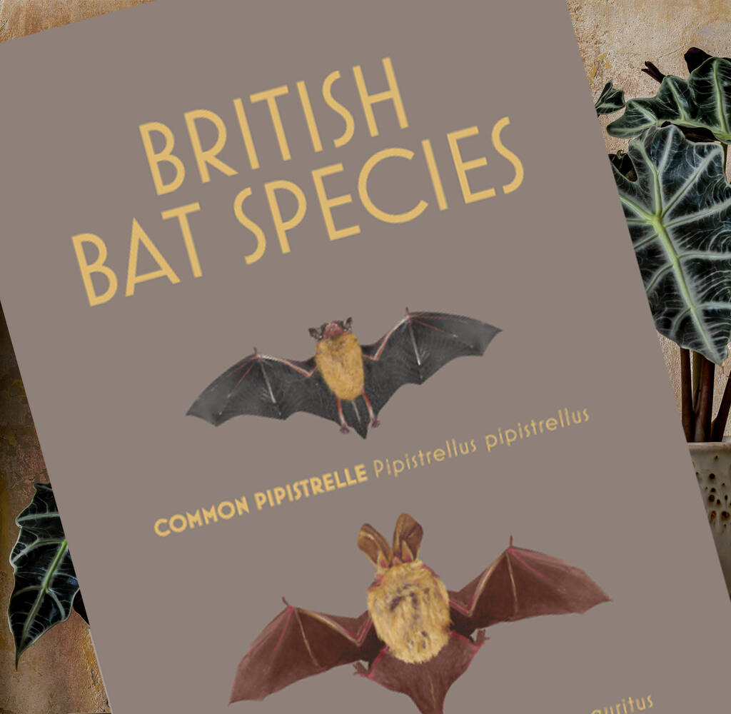 British Bat Species Reference Chart By Alice Rose | notonthehighstreet.com