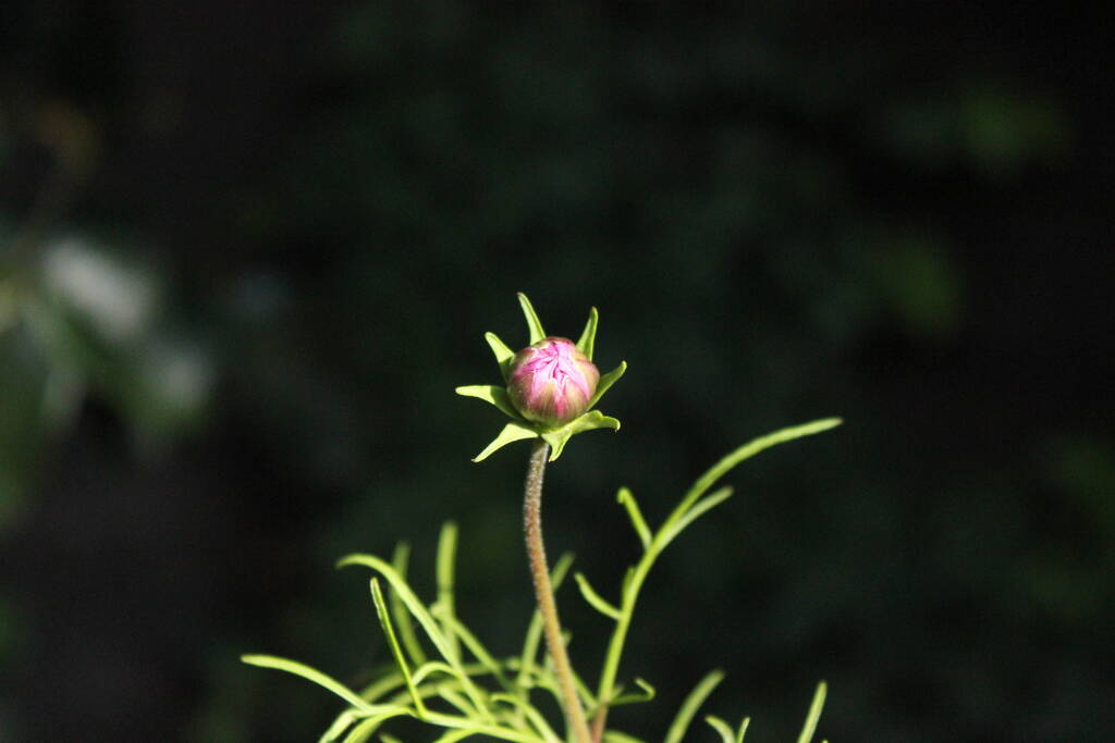 Make Your Own Bee Friendly Seed Bomb Kit By Tribe Of Five ...