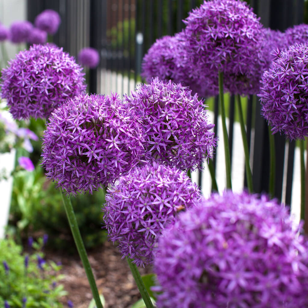 Spring Bulbs Allium 'Globemaster' 18 X Bulb Pack By Acqua Garden