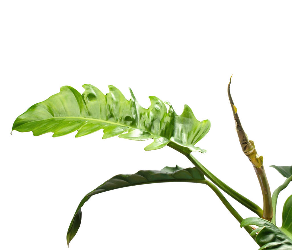 Houseplant Philodendron 'Narrow Escape' In A 15cm Pot By Acqua Garden