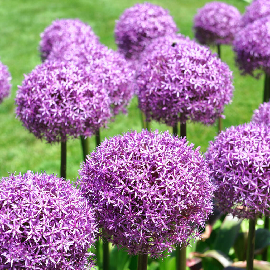 Allium 'Purple Sensation' 48 X Spring Bulb Pack By Acqua Garden