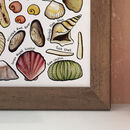 Seashells Of Britain Wildlife Watercolour Print By Alexia Claire ...