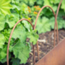 8mm Border Edging Hoops Set Of Six By Muntons Traditional Plant ...