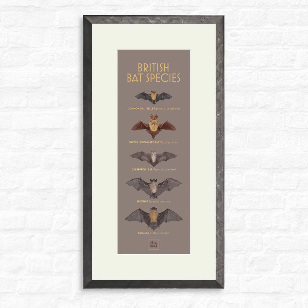 British Bat Species Reference Chart By Alice Rose | notonthehighstreet.com