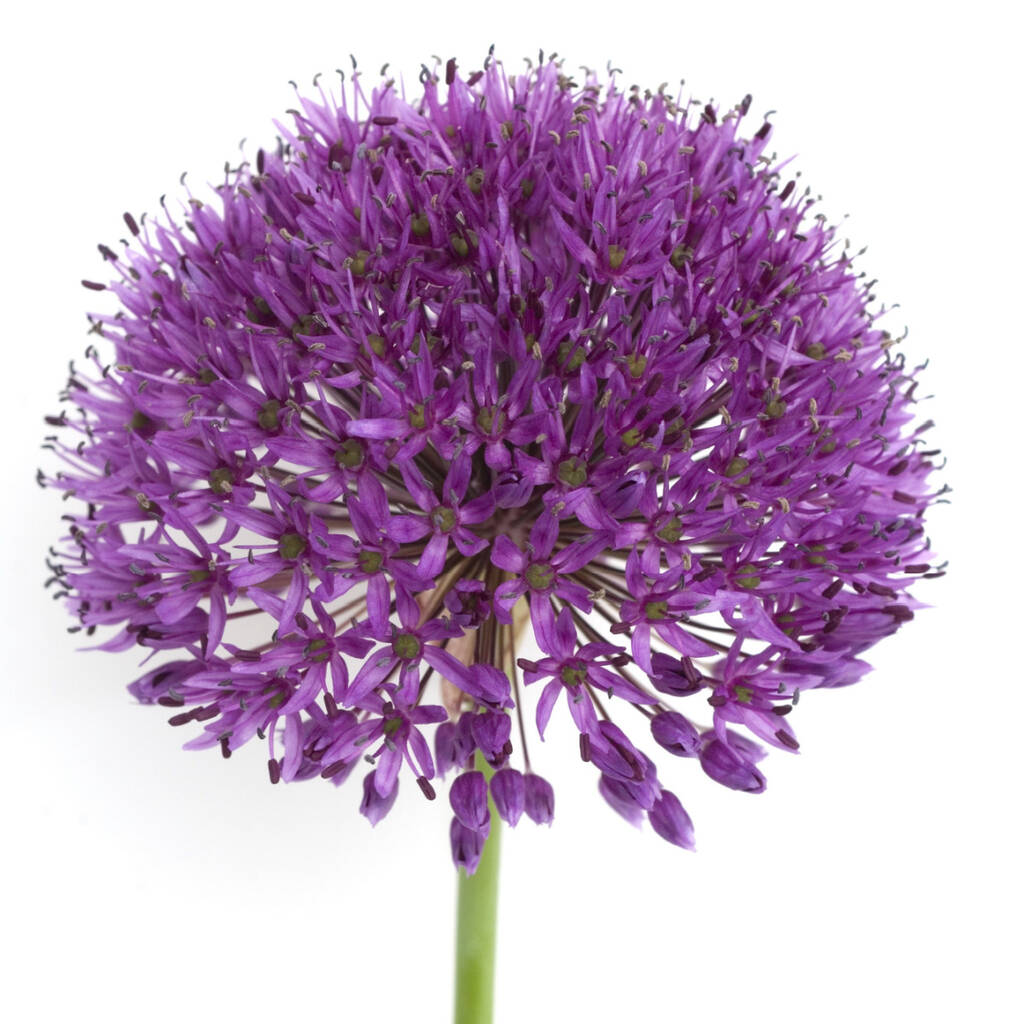Spring Bulbs Allium 'Globemaster' 36 X Bulb Pack By Acqua Garden
