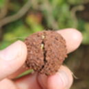 Make Your Own Bee Friendly Seed Bomb Kit By Tribe Of Five ...