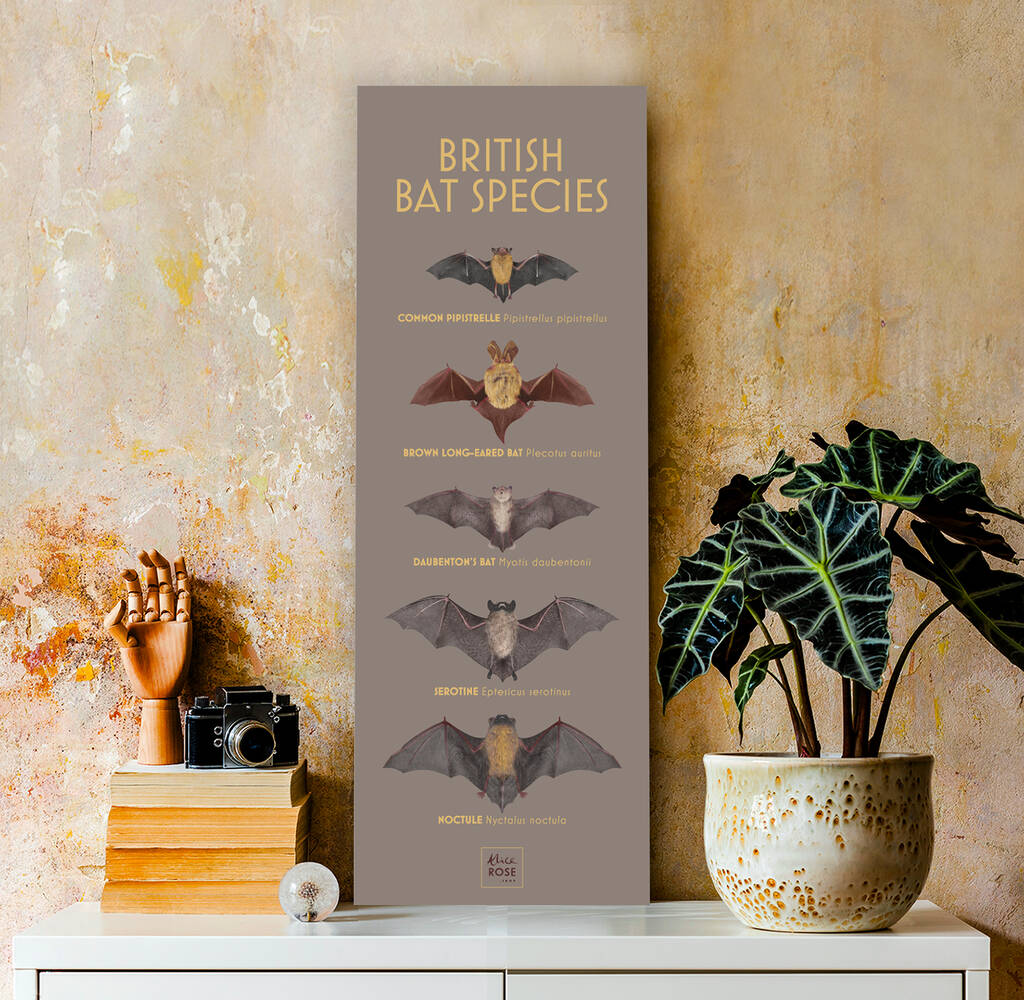 British Bat Species Reference Chart By Alice Rose | notonthehighstreet.com