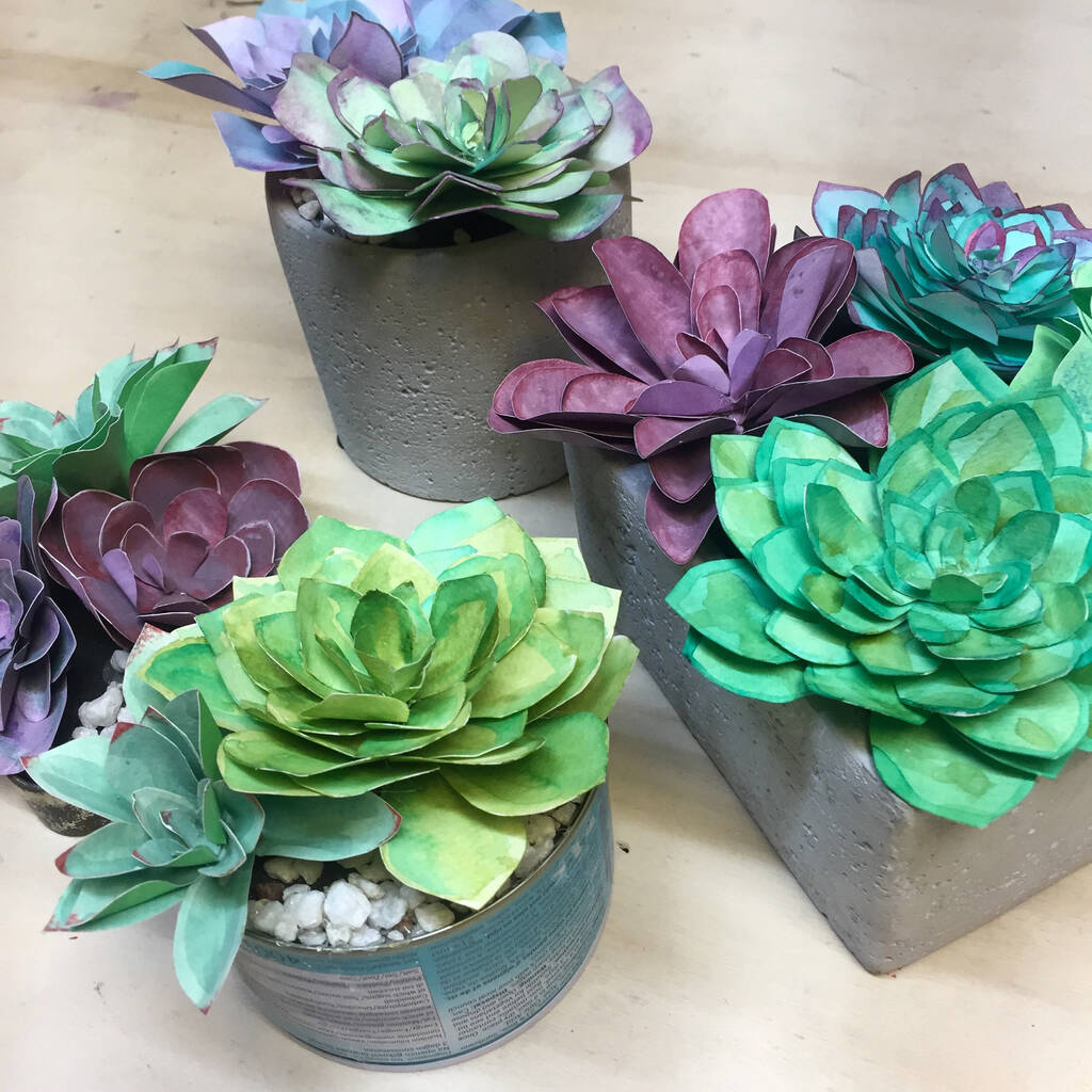 Paper Succulent Making Kit By Johny Todd | notonthehighstreet.com