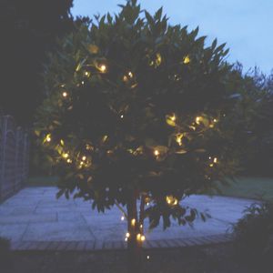 Fairy and String Lights | notonthehighstreet.com