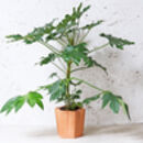 Star Terracotta Plant Pot By Scaramanga | notonthehighstreet.com