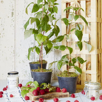 grow your own raspberry jam gift by the gluttonous gardener ...