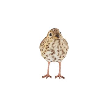 Lifelike Song Thrush Bird Ornament Indoor Outdoor Gift By Surrey Hills ...