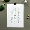 ‘Spring Bulbs Chart’ Botanical Giclée Art Print By Love One Another ...