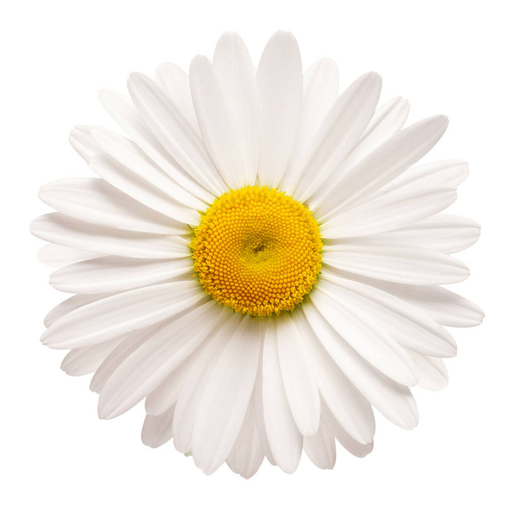 Bellis Daisy 'White' Three X 9cm Pots By Acqua Garden