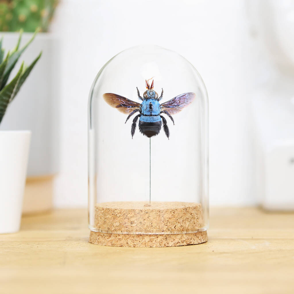 Blue Carpenter Bee Bell Jar By Curated Studio | notonthehighstreet.com