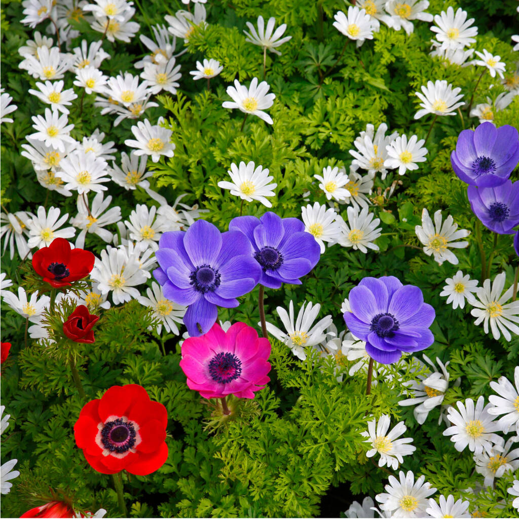 Spring Bulbs Anemone De Caen 18 X Bulb Pack By Acqua Garden