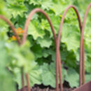 8mm Border Edging Hoops Set Of Six By Muntons Traditional Plant ...