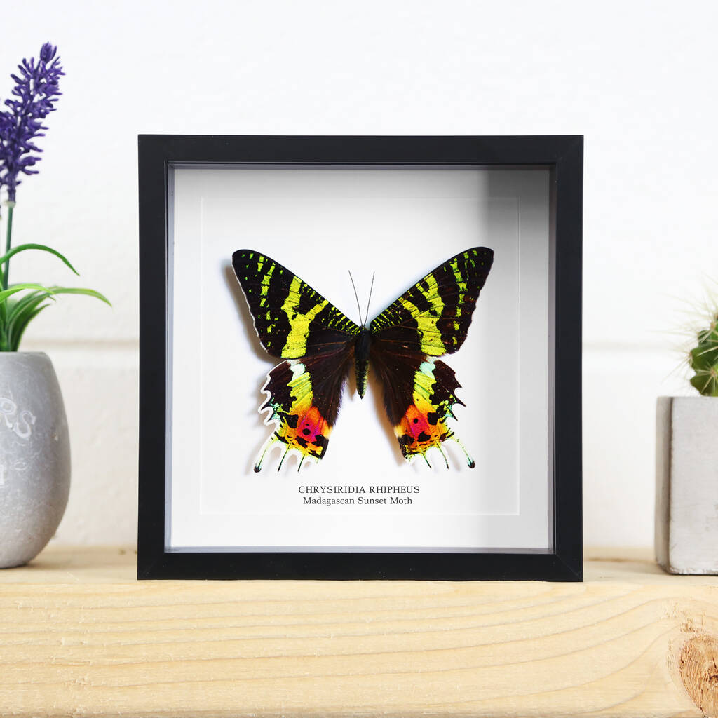 Madagascan Sunset Moth Handcrafted Frame Dorsal Side By Curated Studio
