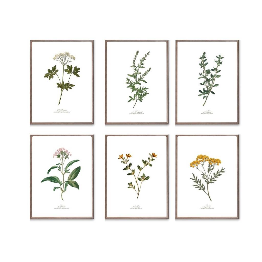 Set Of Six Vintage Botanical Art Prints | A4 Lithograph Style With ...