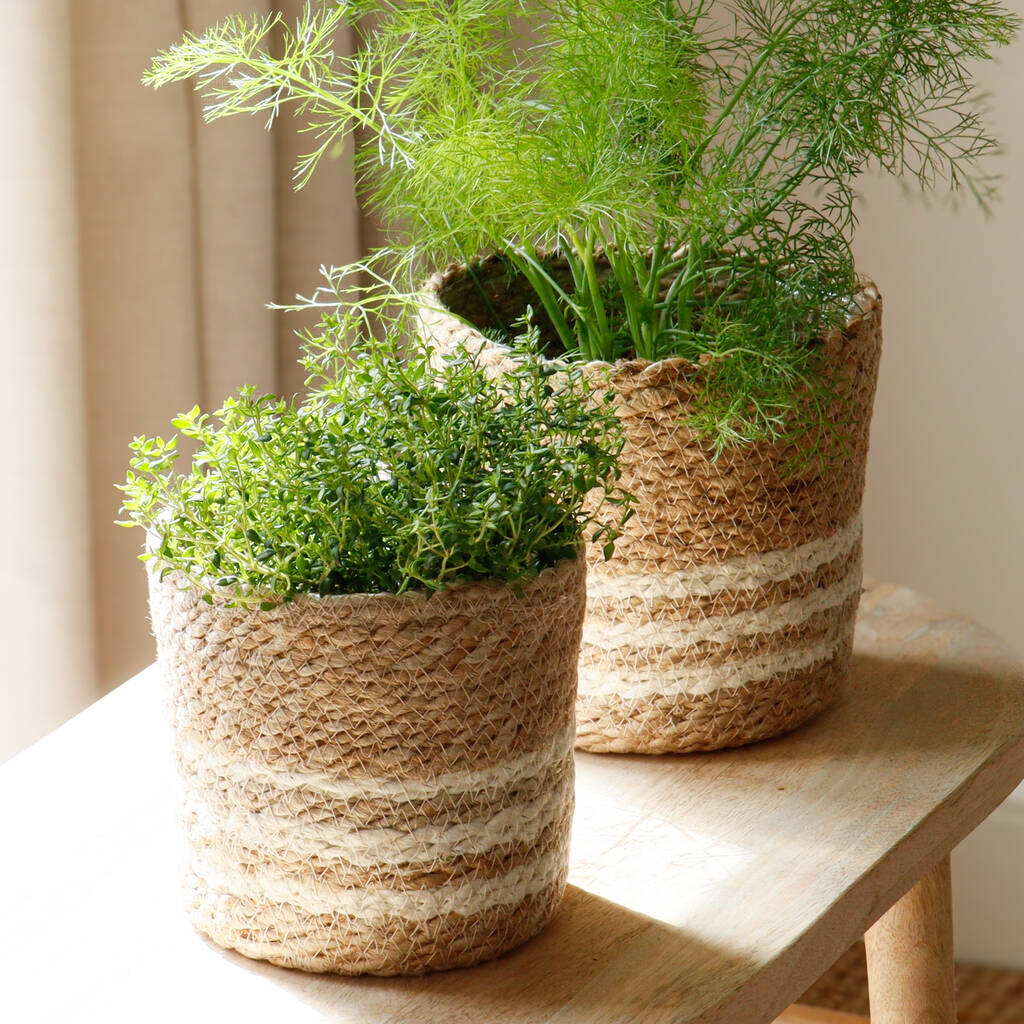 Jute Plant Pot With White Stripes By Marquis & Dawe