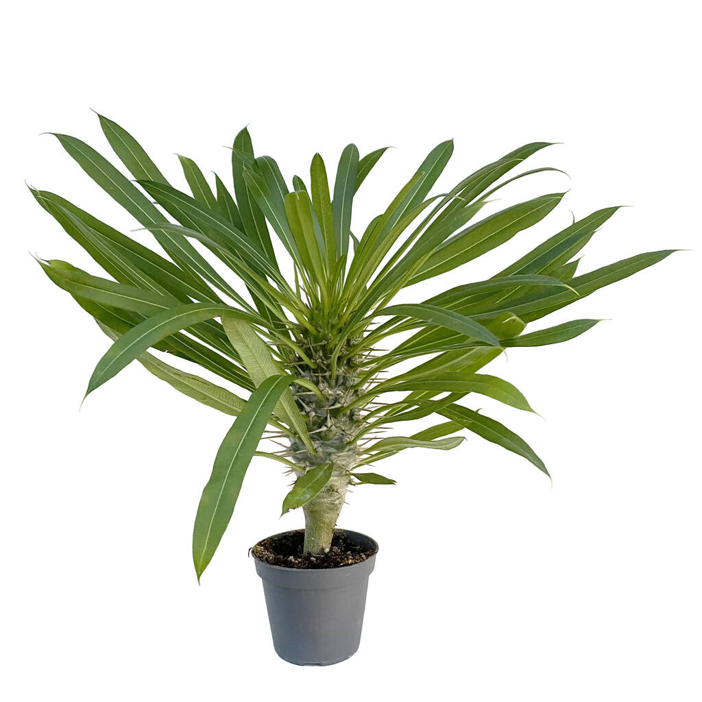 Madagascar Palm Rare Succulent House Plant In 6cm Pot By Clouds Hill ...