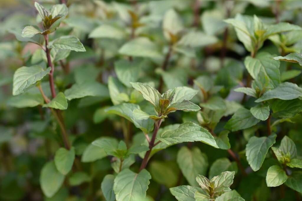 Herb Plants Mint 'After Eight' In 9cm Pots By Acqua Garden