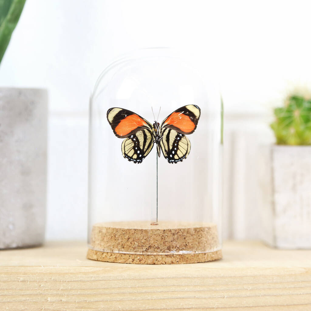 Callicore Felderi Bell Jar By Curated Studio