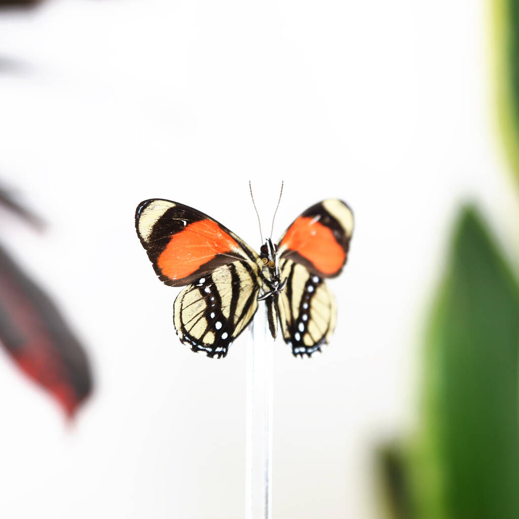 Callicore Felderi Bell Jar By Curated Studio